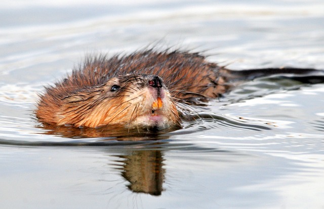 Affordable Muskrat Removal Indianapolis